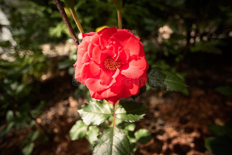 Flowering rose stock photo. Image of celebration, botany - 101420444