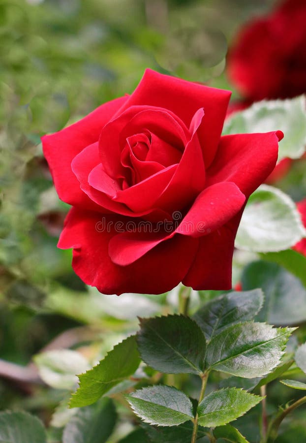 Flowering rose in spring stock photo. Image of rose - 122762092