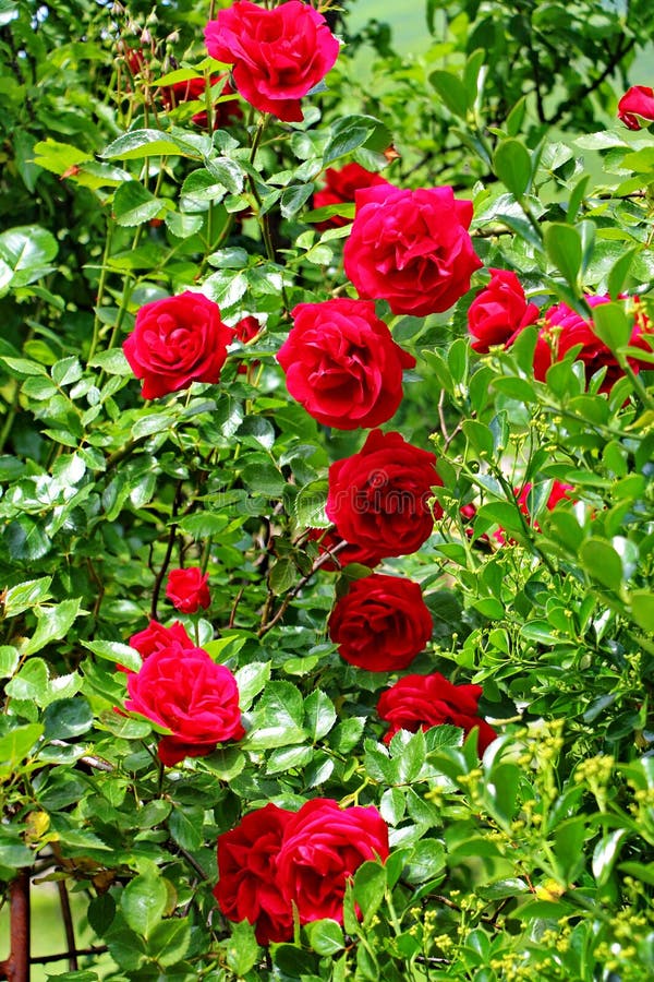 Flowering rose in spring stock image. Image of beautiful - 122762079