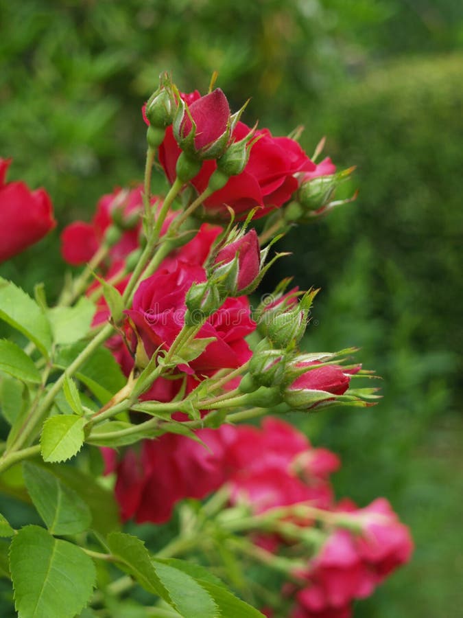 The flowering Rosebush stock photo. Image of flowers - 93697402
