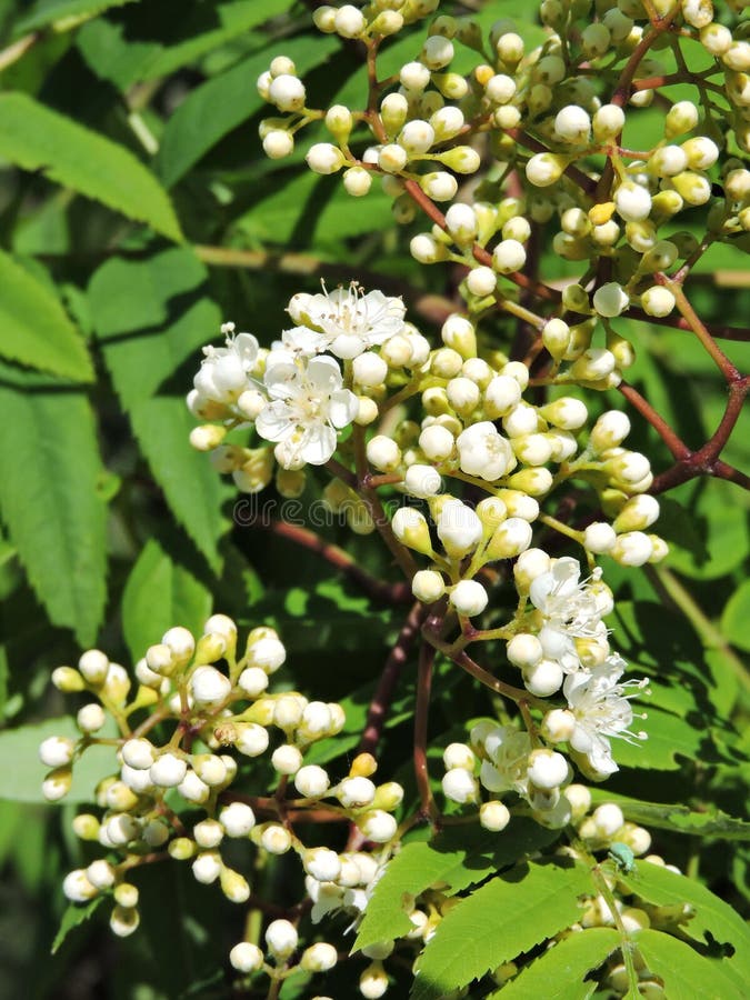 Flowering Rowan Tree on a Bright Sunny Day Stock Photo - Image of ...