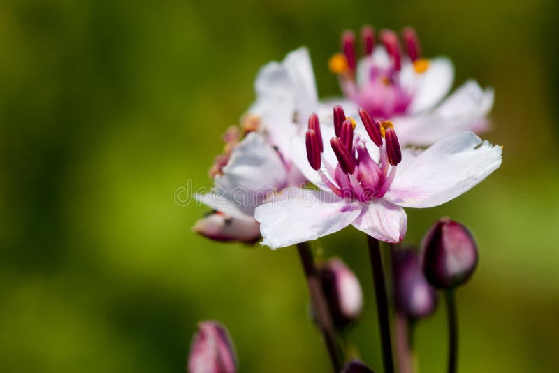Flowering rush stock photo. Image of garden, grass, bloom - 21128672