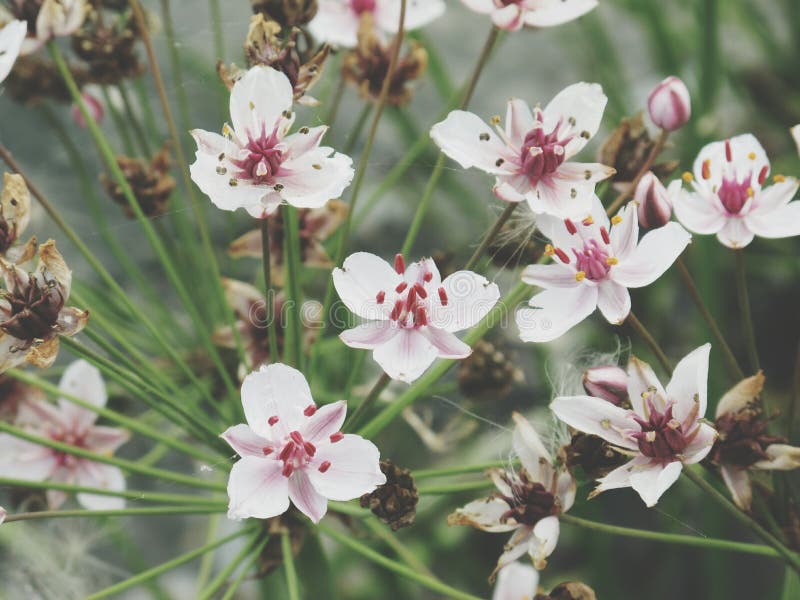 Flowering rush stock photo. Image of garden, grass, bloom - 21128672