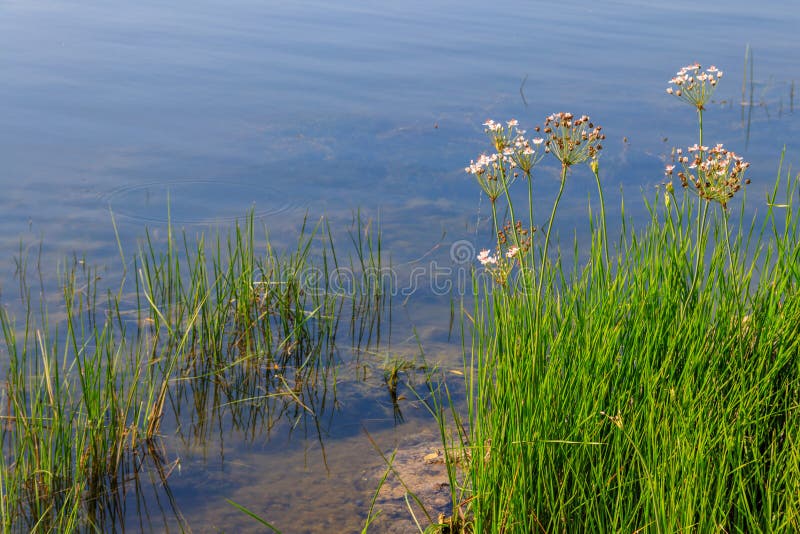Flowering Rush or Grass Rush Butomus Umbellatus on a River Shore Stock ...