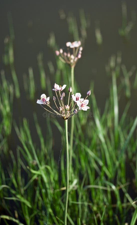 Flowering rush stock photo. Image of garden, grass, bloom - 21128672