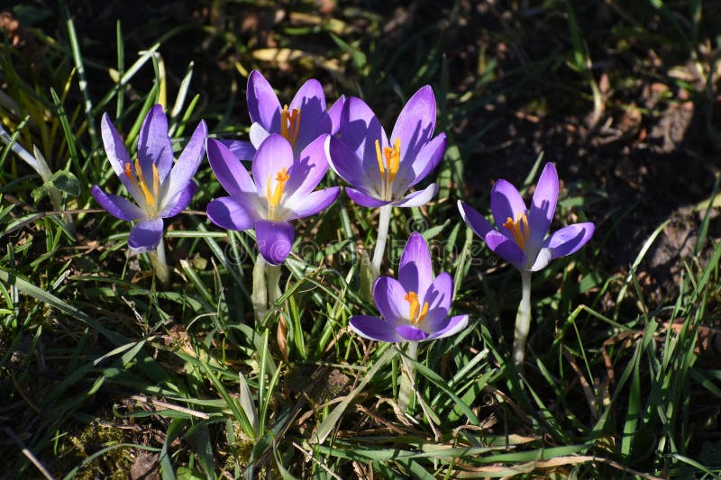 Flowering Saffron Plant in Early Spring Stock Image - Image of plant ...