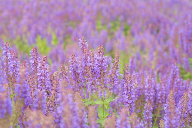 Flowering sage in nature stock image. Image of gardening - 34685525