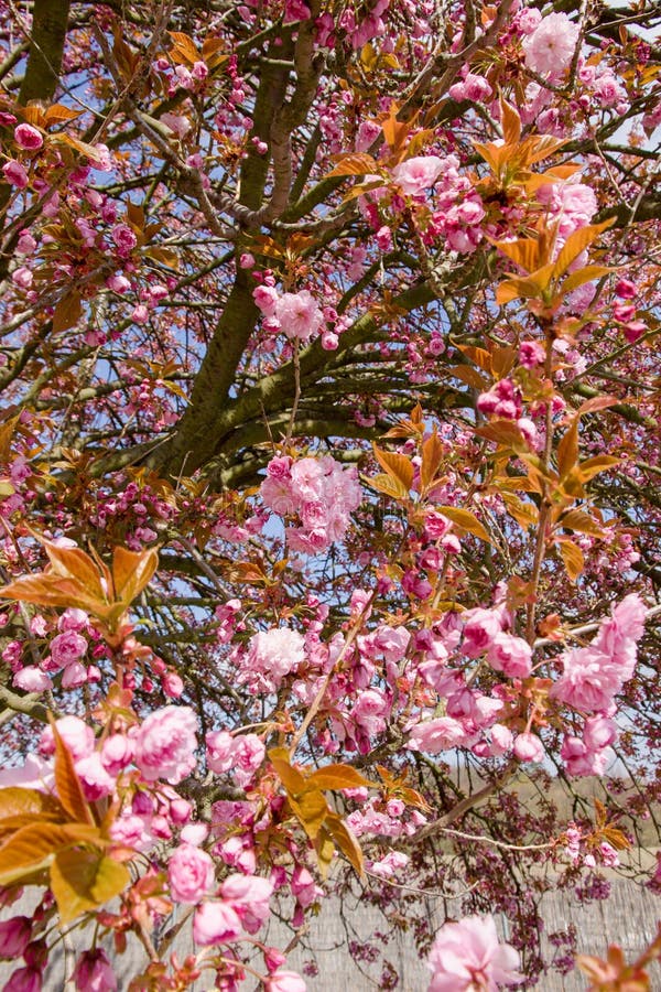 Flowering sakura stock image. Image of flourish, blossom - 145213921