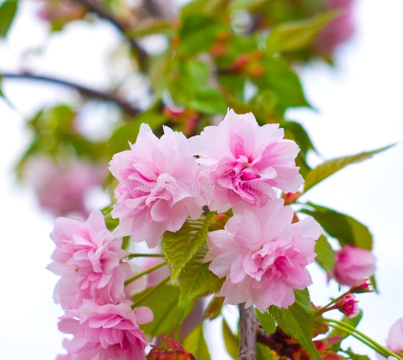 Flowering Sakura stock image. Image of light, fragile - 38309331