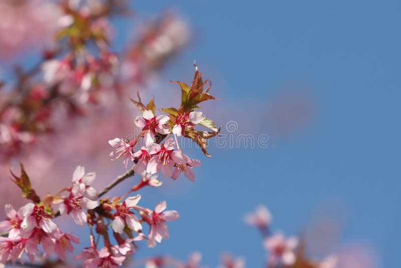 Flowering sakura tree stock image. Image of branch, flowering - 251759815
