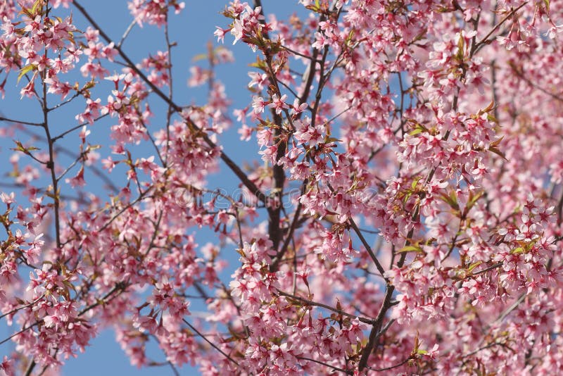 Flowering sakura tree stock photo. Image of pink, branch - 252312958