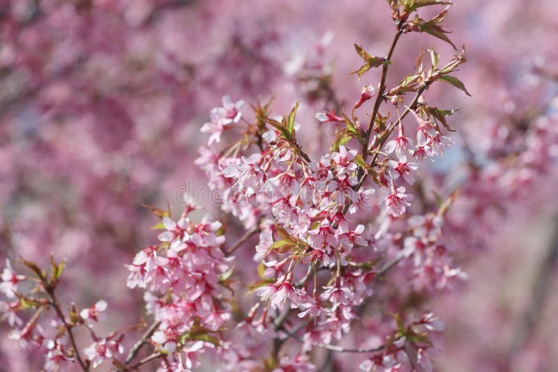 Flowering sakura tree stock image. Image of tree, pink - 252796231