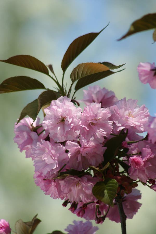 Flowering sakura tree stock image. Image of branch, shot - 182309243