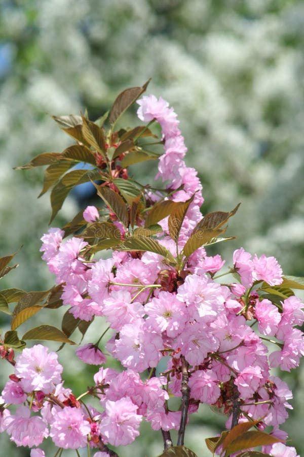 Flowering sakura tree stock image. Image of flowerets - 182309337