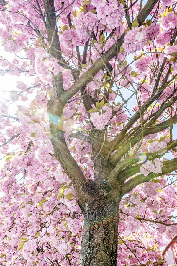 Flowering Sakura Tree in Spring Time Stock Photo - Image of floral ...