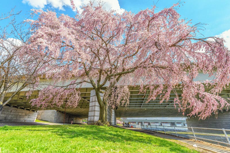 Flowering Sakura Trees in the Park Stock Photo - Image of cherry, bloom ...