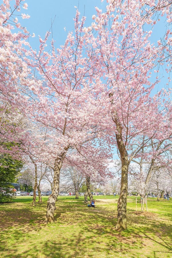 Flowering Sakura Trees in the Park Stock Photo - Image of environment ...