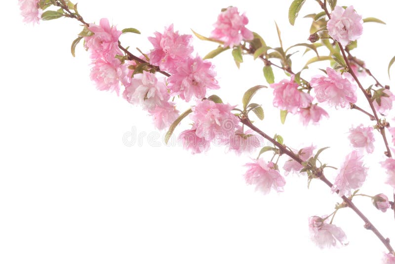 Flowering shrub branch stock image. Image of botanical - 24504613