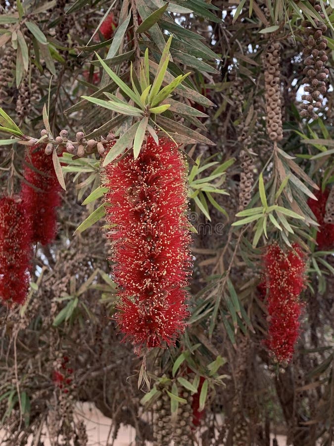 A Flowering Shrub Called Callistemon. Close-up Stock Photo - Image of ...