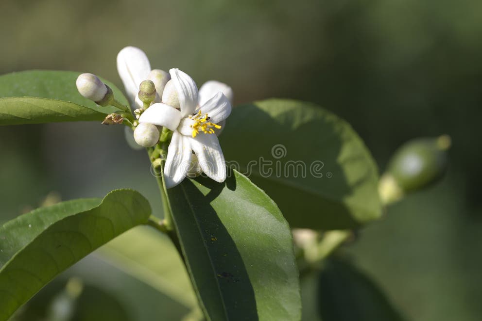 Flowering shrub lemon. stock photo. Image of fresh, leaf - 30928090