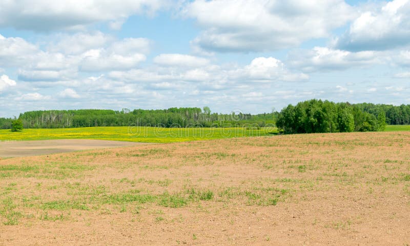 Flowering Shrub in the Middle of the Field Stock Image - Image of ...