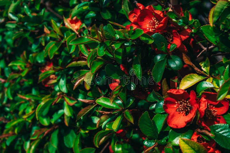 Flowering Shrub with Red Flowers and Green Leaves Stock Photo - Image ...