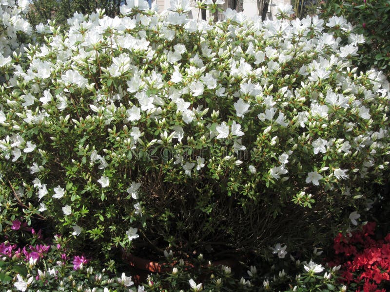Flowering Shrub of White Flowers in Spring Stock Photo - Image of ...