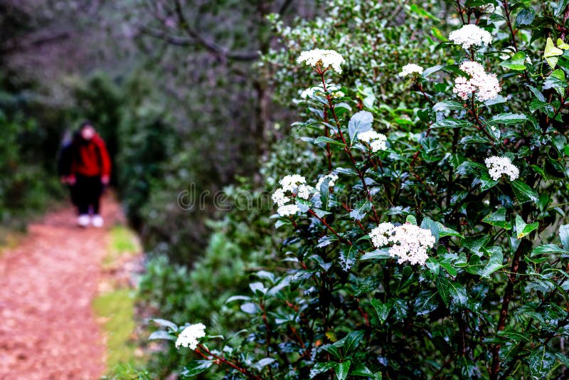 Flowering Shrubbery by the Path Stock Photo - Image of outdoor, hike ...