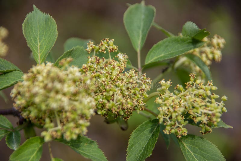 Flowering Shrubs As Umbelliferae Stock Photo - Image of spring ...
