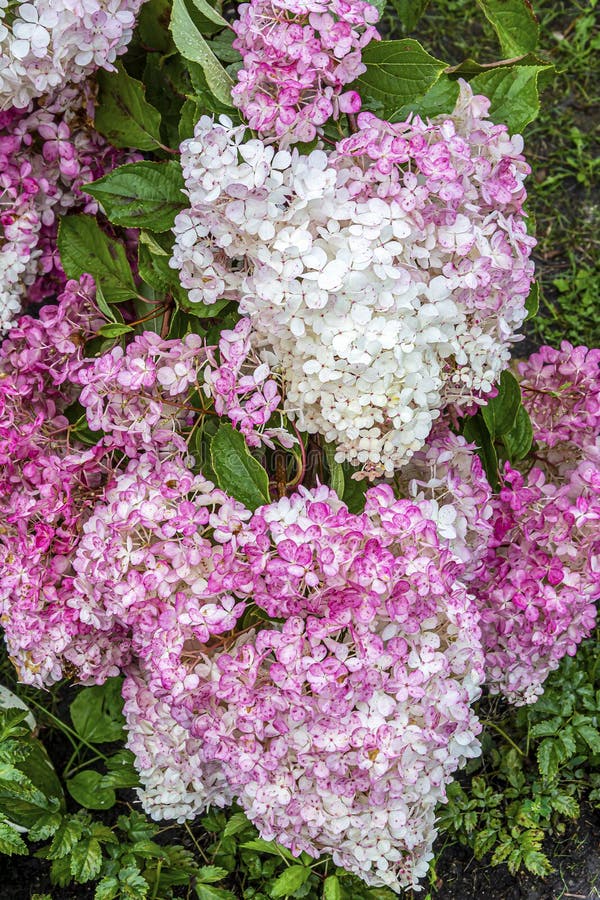 Flowering Shrubs Hydrangea Paniculata Stock Image - Image of autumn ...