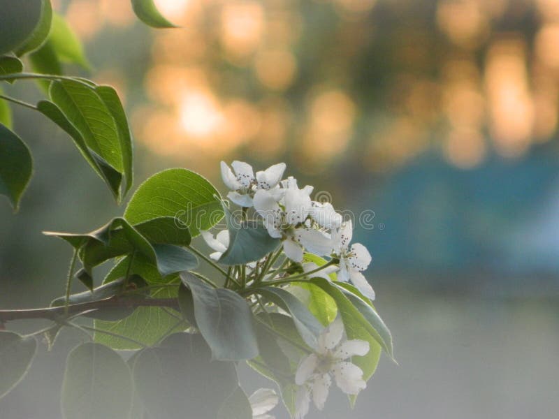 Flowering is a Sign of the Arrival of Spring. Stock Photo - Image of ...