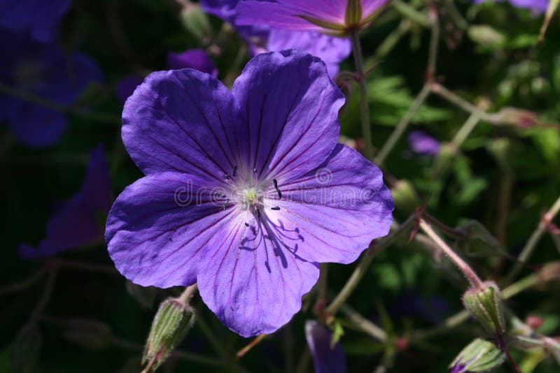 One single blue geranium stock photo. Image of deep - 123699250