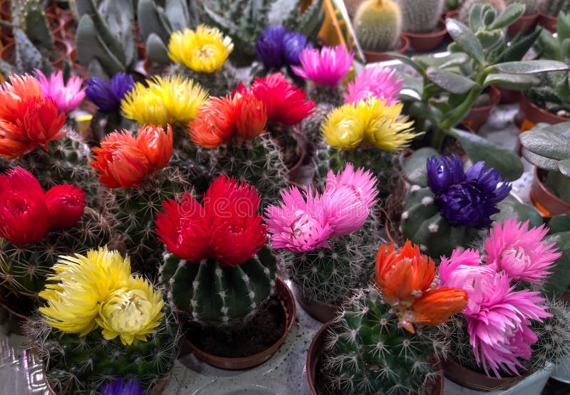 Flowering of Small Cacti in Different Colors Stock Image - Image of ...