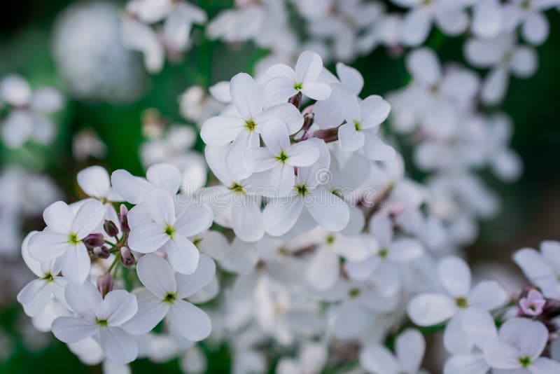 Flowering Small Flowers in Summer Close Up Stock Photo - Image of field ...