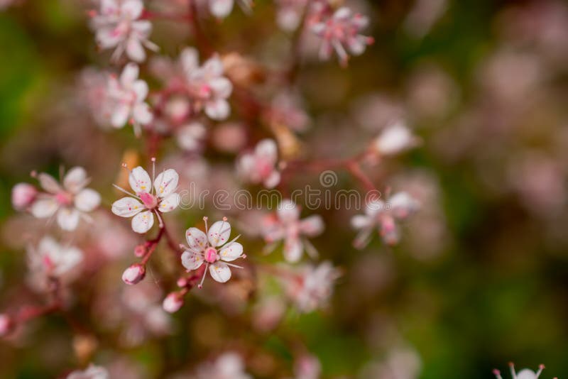 Flowering Small Flowers in Summer Close Up Stock Photo - Image of ...