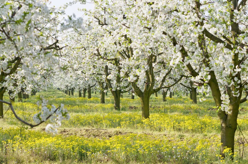 Flowering Sour Cherry Orchard in a Row Stock Image - Image of blue ...