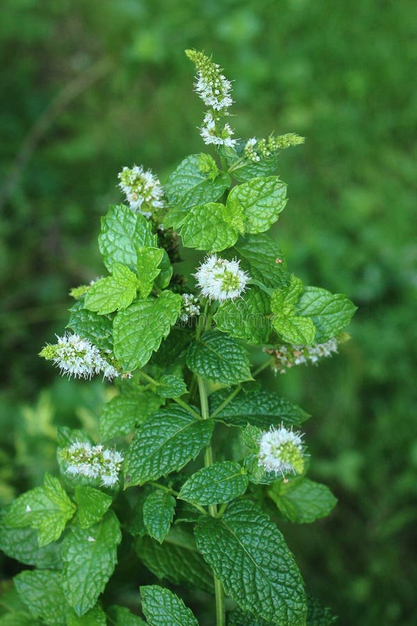 Flowering Spearmint stock image. Image of cook, food - 64445159