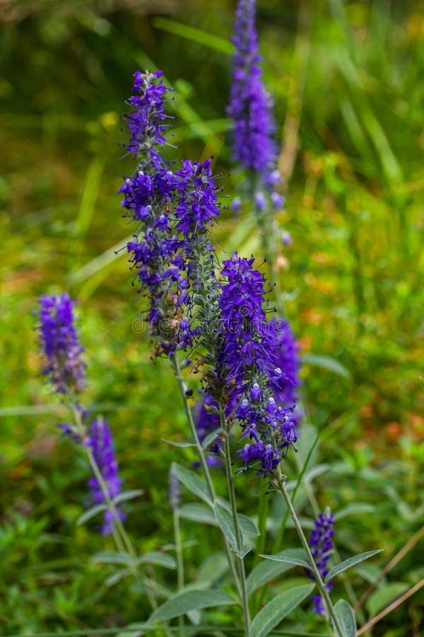 Flowering Spikes of Veronica Spicata Ulster Dwarf Blue Flower Stock ...
