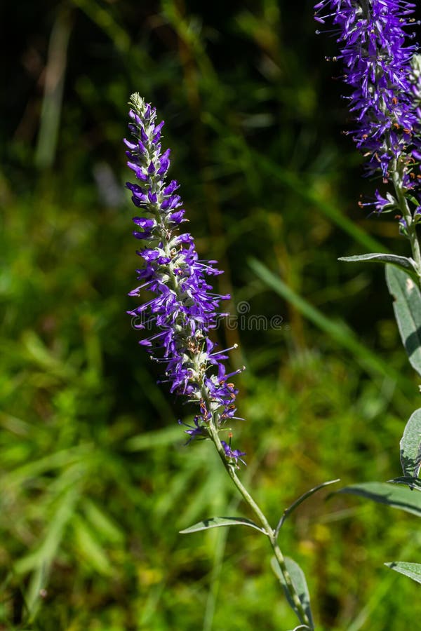 Flowering Spikes of Veronica Spicata Ulster Dwarf Blue Flower Stock ...