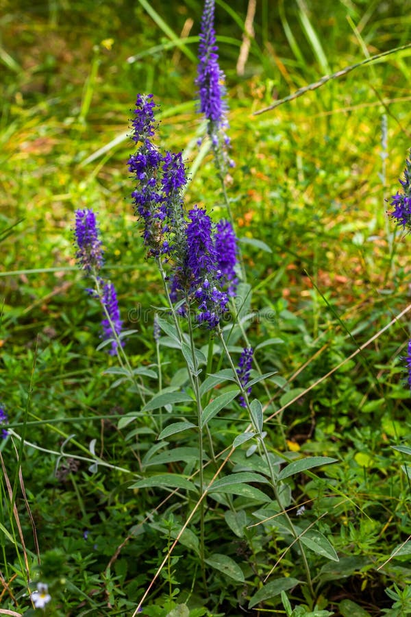 Flowering Spikes of Veronica Spicata Ulster Dwarf Blue Flower Stock ...
