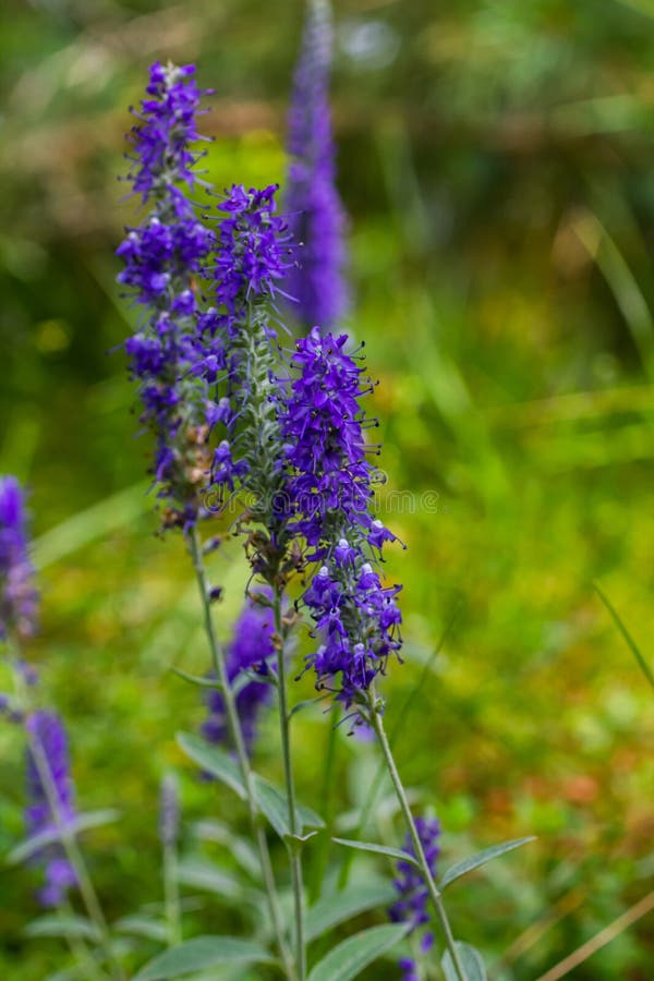 Flowering Spikes of Veronica Spicata Ulster Dwarf Blue Flower Stock ...
