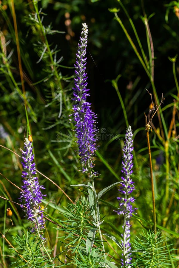 Flowering Spikes of Veronica Spicata Ulster Dwarf Blue Flower Stock ...