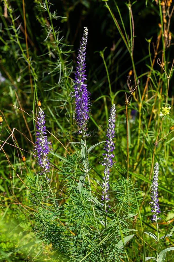 Flowering Spikes of Veronica Spicata Ulster Dwarf Blue Flower Stock ...