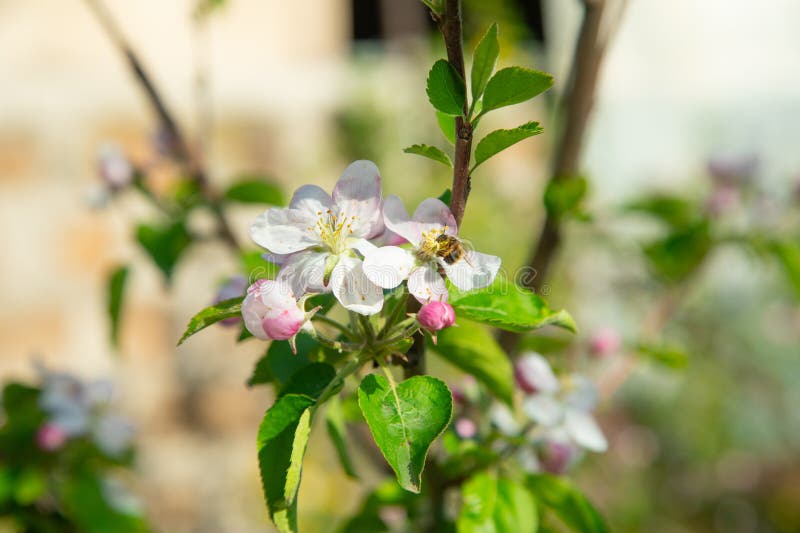 Flowering Spring Apple Tree in the Garden Stock Illustration ...