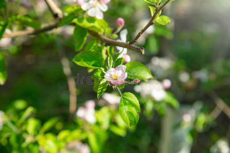 Flowering Spring Apple Tree in the Garden Stock Illustration ...