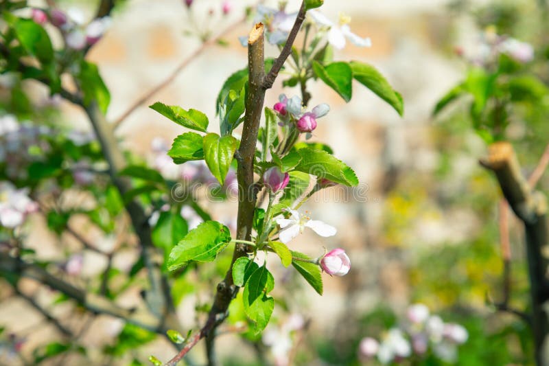 Flowering Spring Apple Tree in the Garden Stock Illustration ...