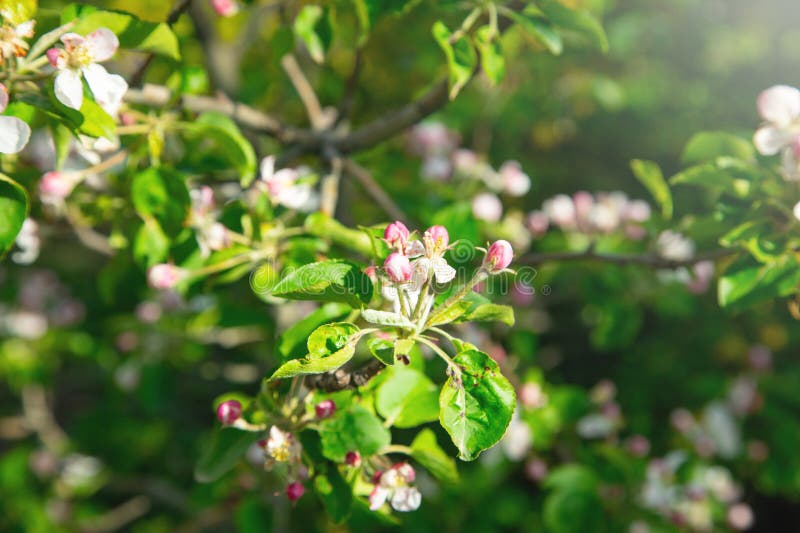 Flowering Spring Apple Tree in the Garden Stock Illustration ...