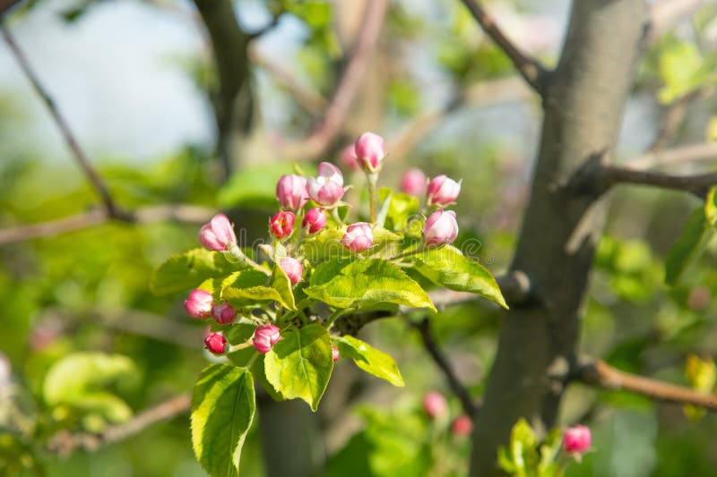 Flowering Spring Apple Tree in the Garden Stock Illustration ...
