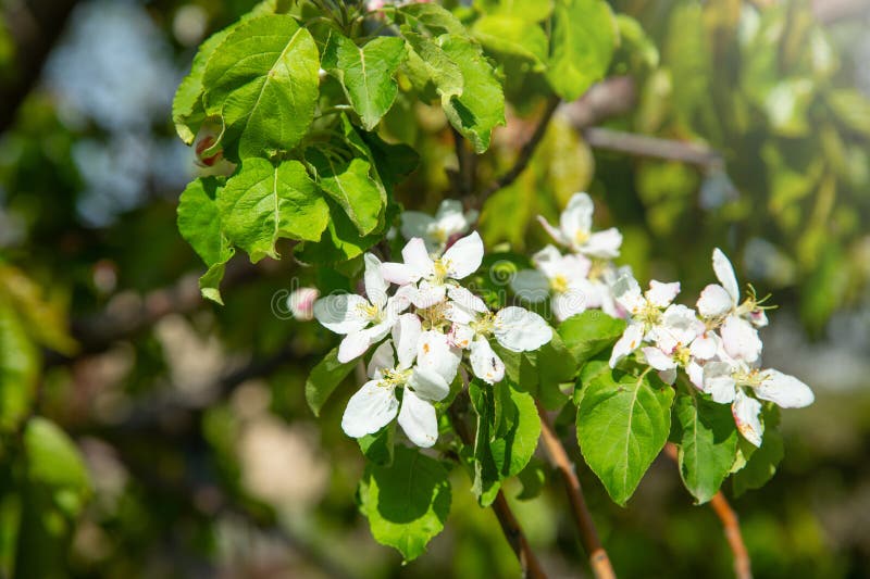 Flowering Spring Apple Tree in the Garden Stock Illustration ...