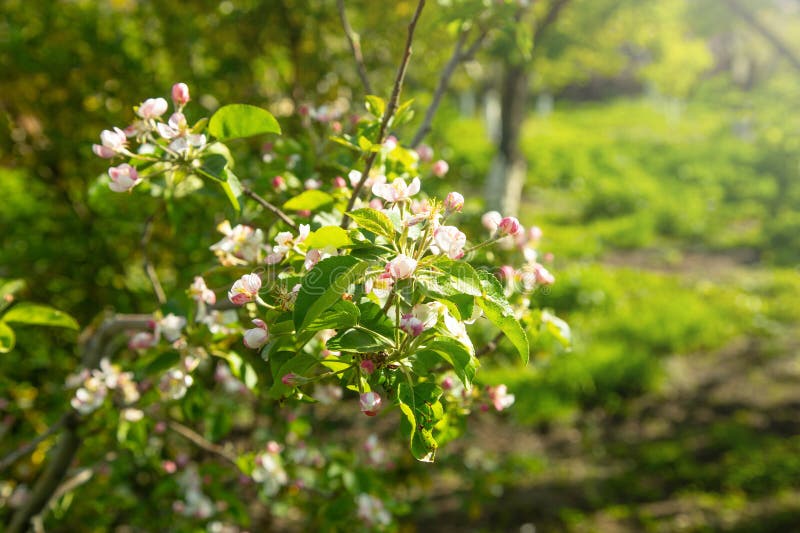Flowering Spring Apple Tree in the Garden Stock Illustration ...